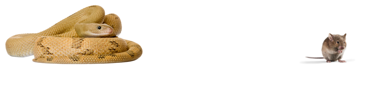 Prepara tu visita ⋆ SnakeRoom Serpentarium