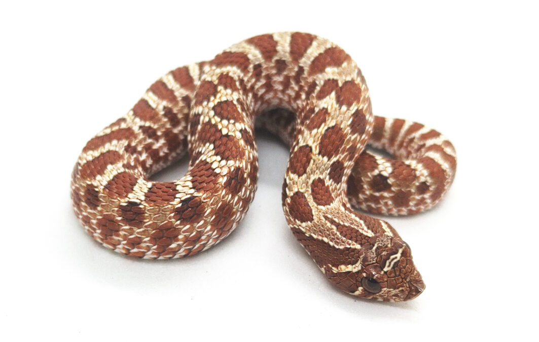 hognose | SnakeRoom Serpentarium