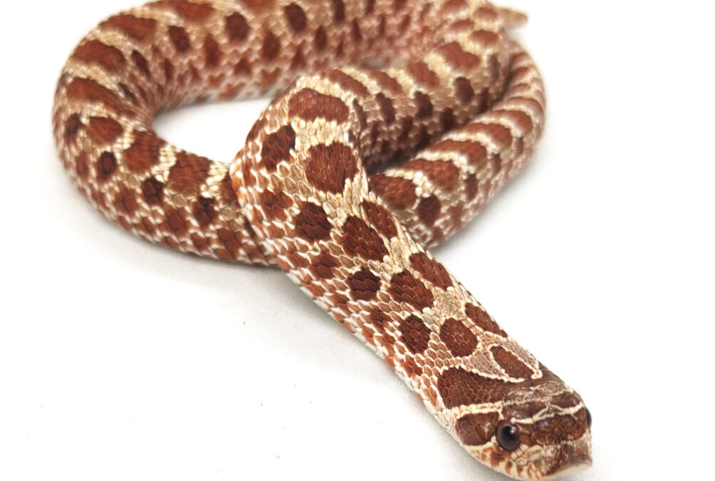 hognose | SnakeRoom Serpentarium