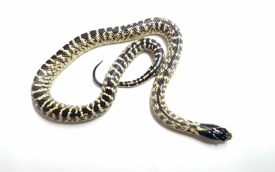 californiaking ⋆ SnakeRoom Serpentarium