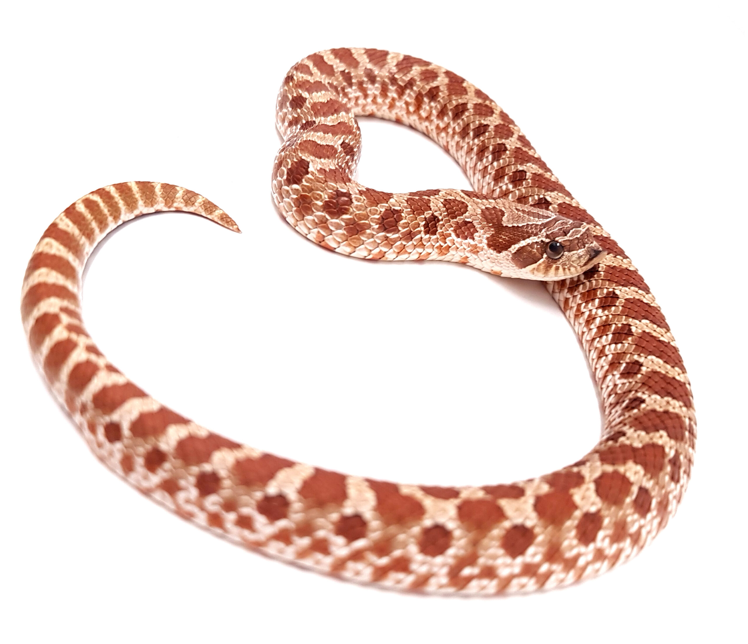 serpientes ⋆ SnakeRoom Serpentarium