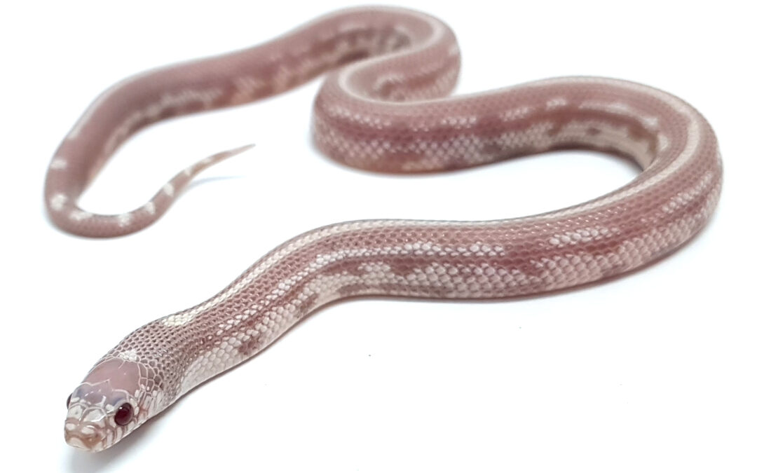 californiaking ⋆ SnakeRoom Serpentarium