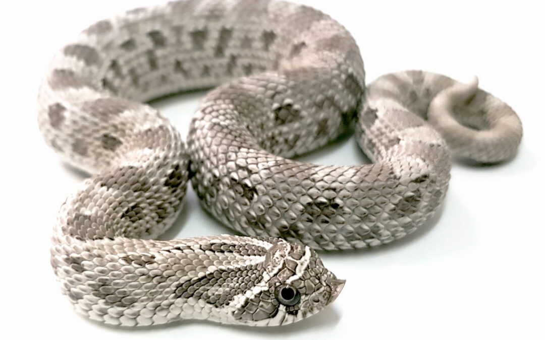 culebra ⋆ SnakeRoom Serpentarium