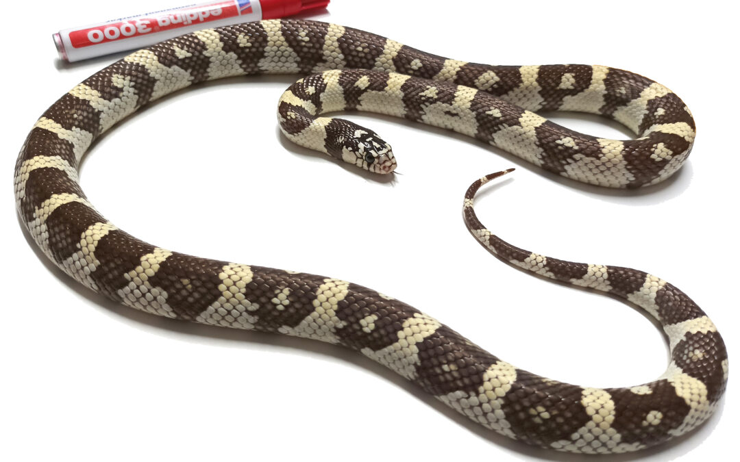 californiaking ⋆ SnakeRoom Serpentarium