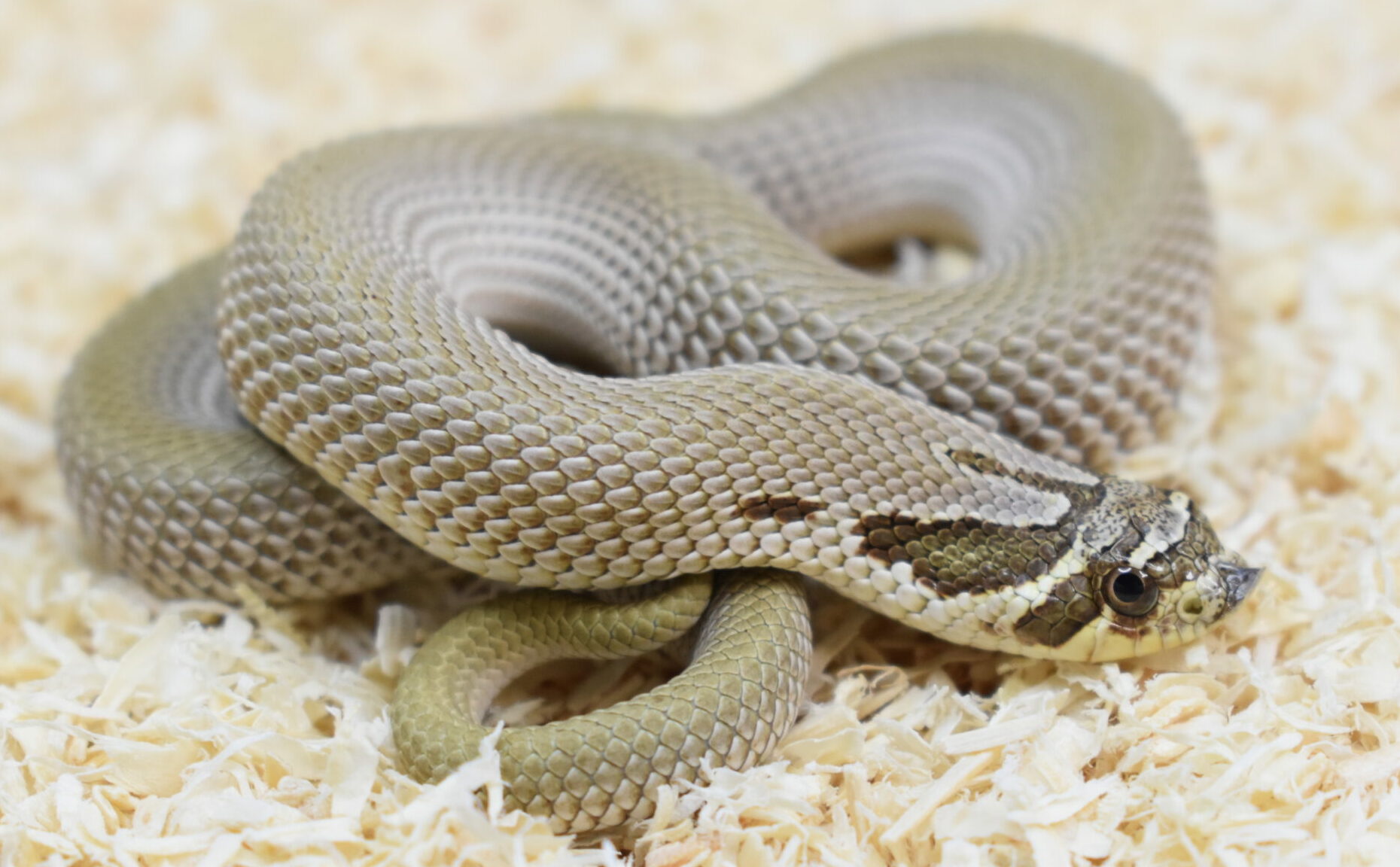 🐍Heterodon nasicus. Super Anaconda 66% het toffebelly