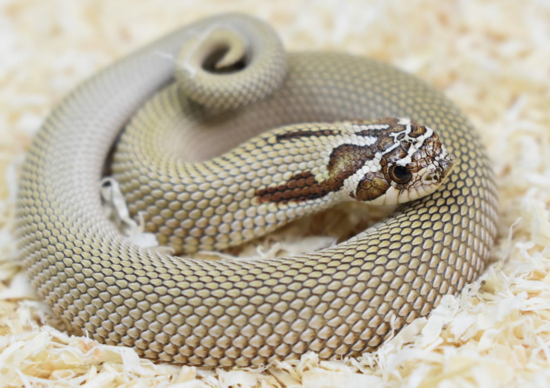 🐍Heterodon nasicus. Super Anaconda 66% het toffebelly